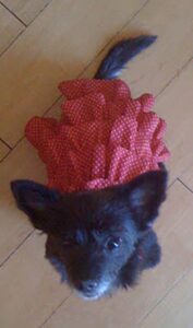 Free Printable Dog Clothes Patterns And Tutorials ⋆ Hello Sewing