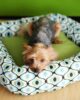 Free Dog Bed Patterns To Save Money And Spoil Your Pup ⋆ Hello Sewing