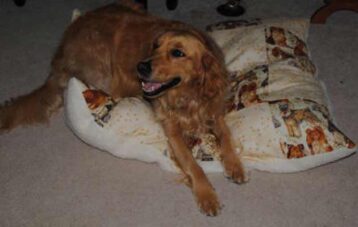 Free Dog Bed Patterns To Save Money And Spoil Your Pup ⋆ Hello Sewing